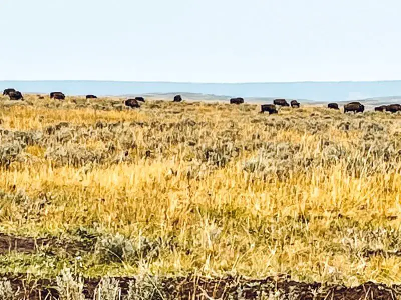 Yellowstone Tip - 10 of the Best! * Where I've Been